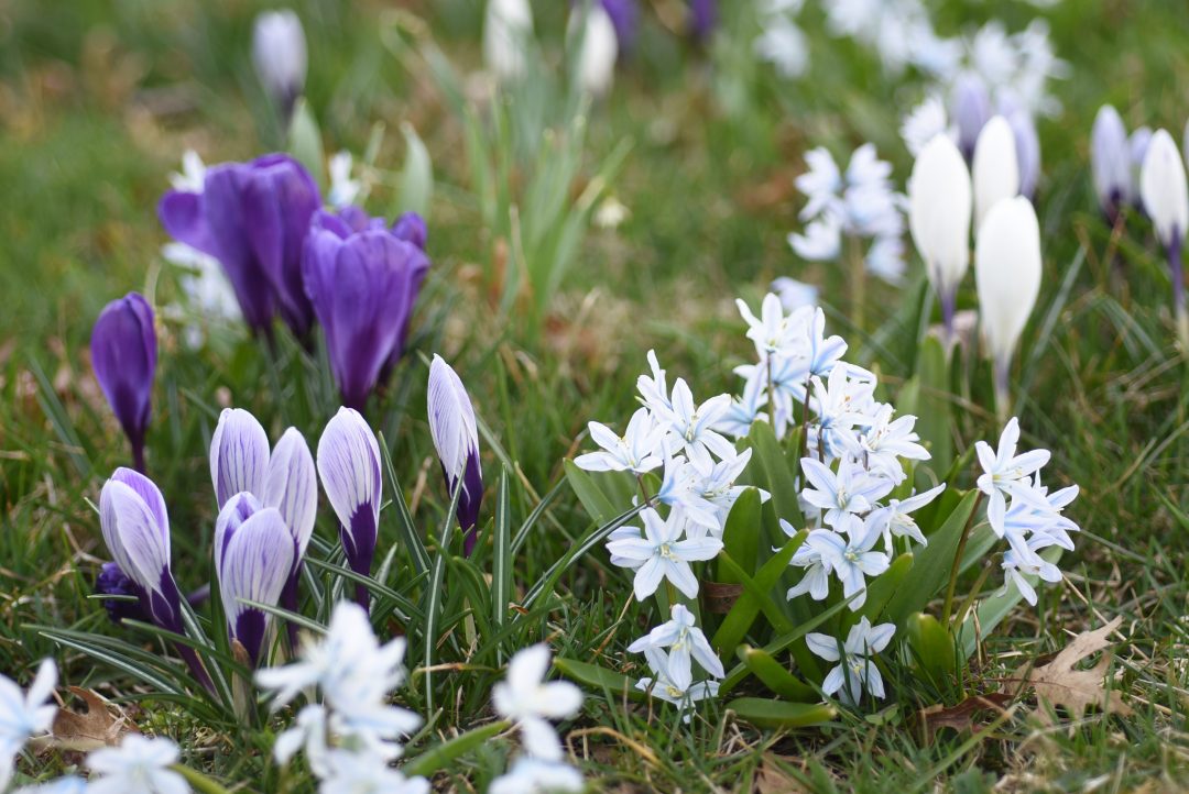 The Crocus Are Coming – Colorblends House and Spring Garden